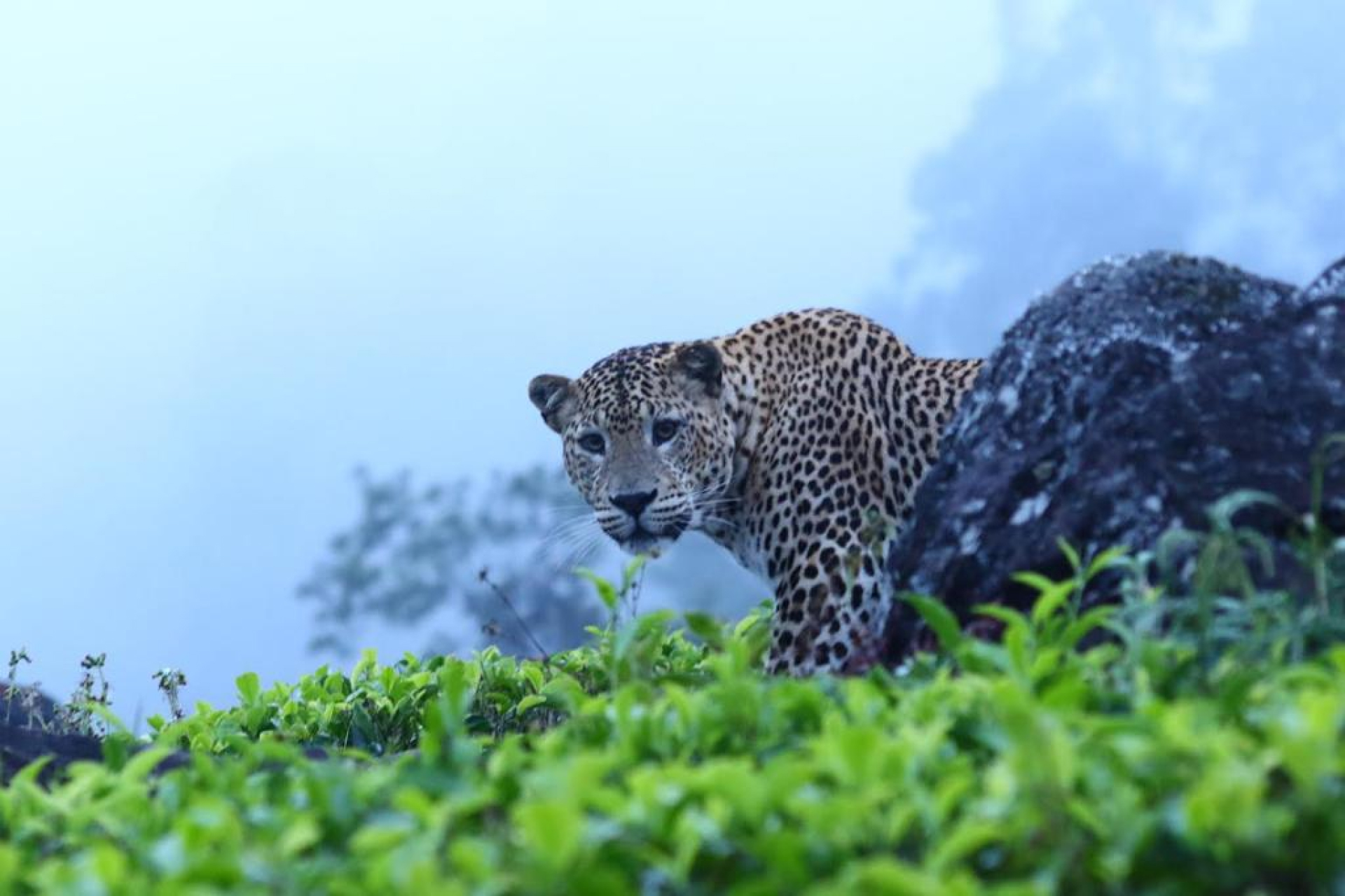 Ecological Assessment on the Wet Zone Leopard of Sri Lanka – Wildlife ...