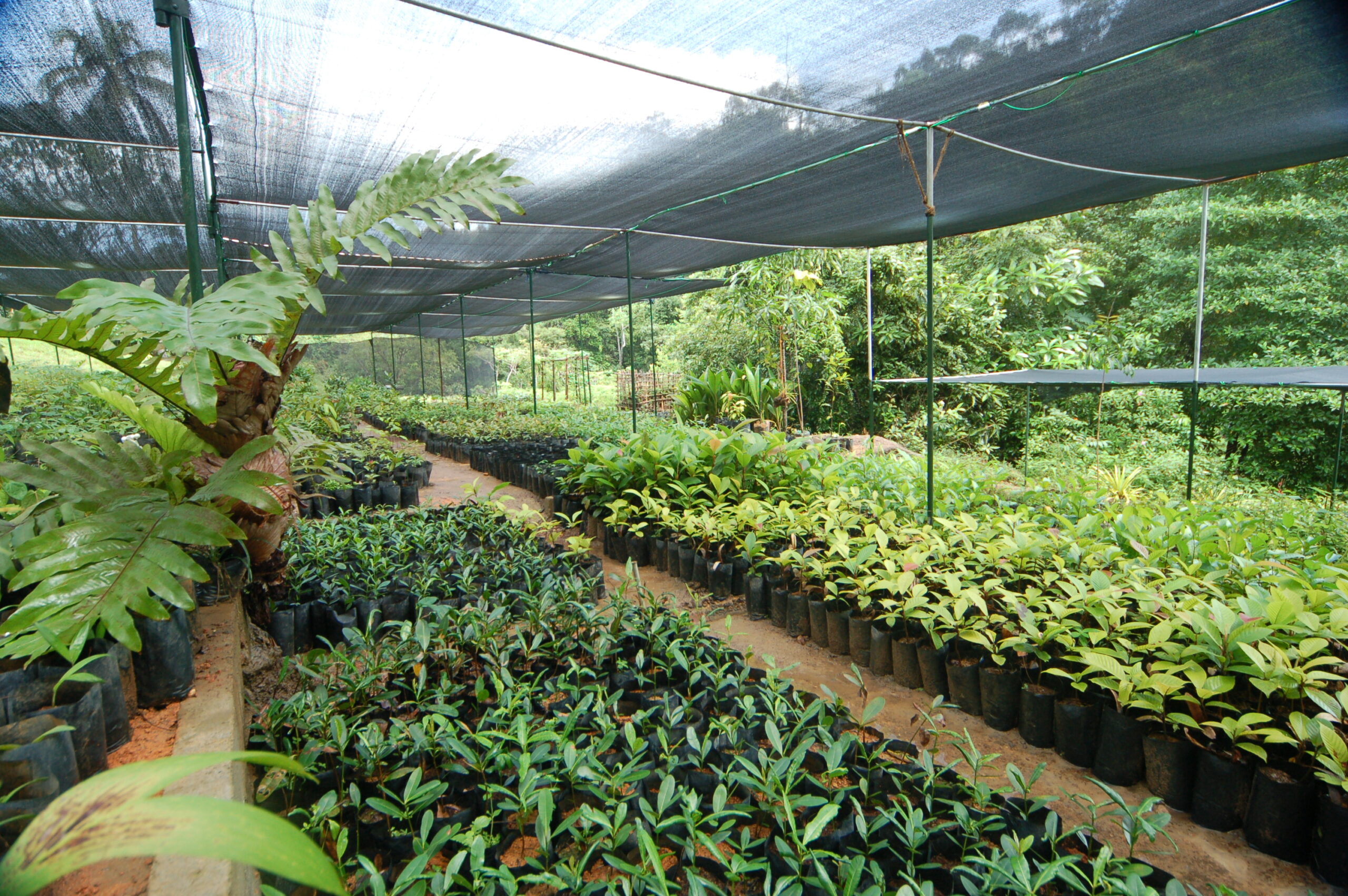 Our Projects – Wildlife Conservation Society